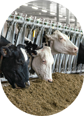 Dairy production | Sollio Agriculture