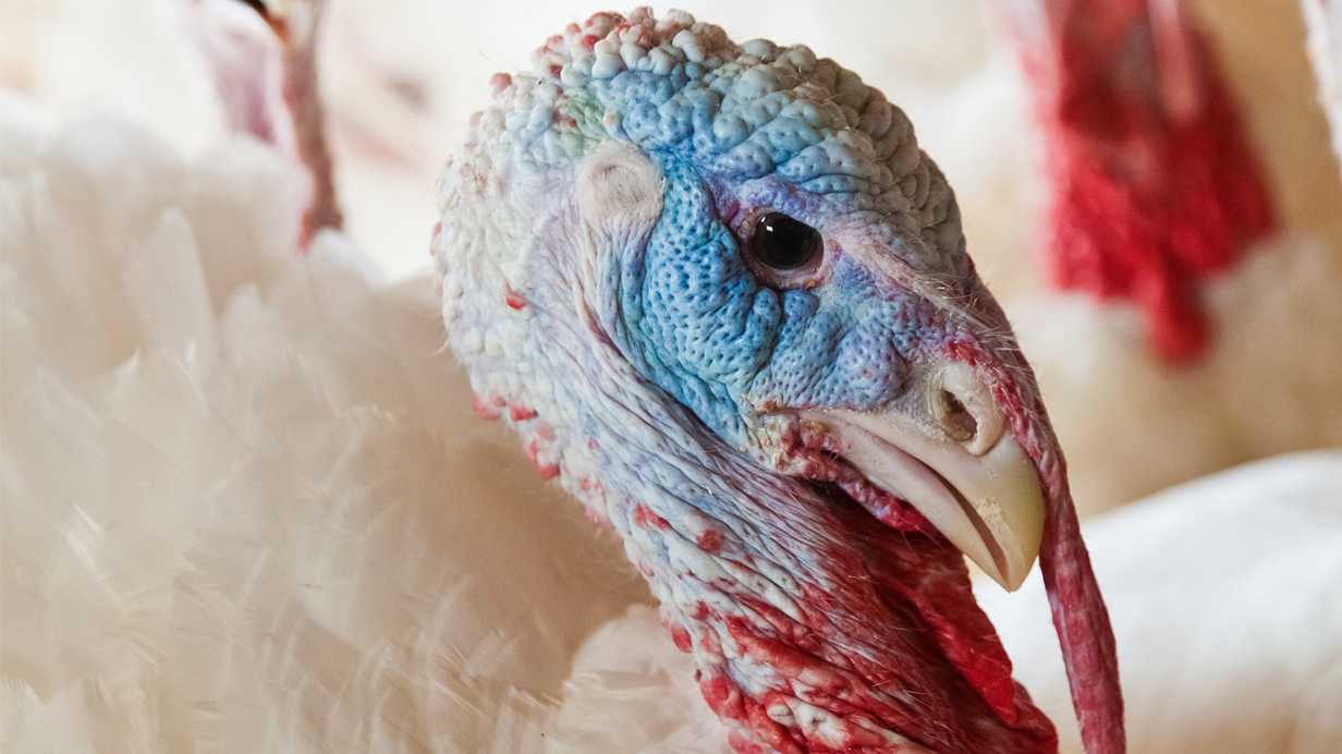 Broiler turkey feed program | Sollio Agriculture