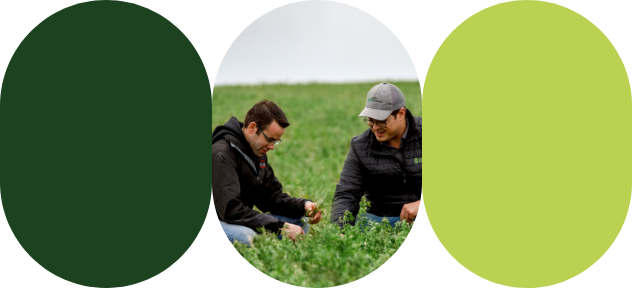 Fertilizer | Sollio Agriculture